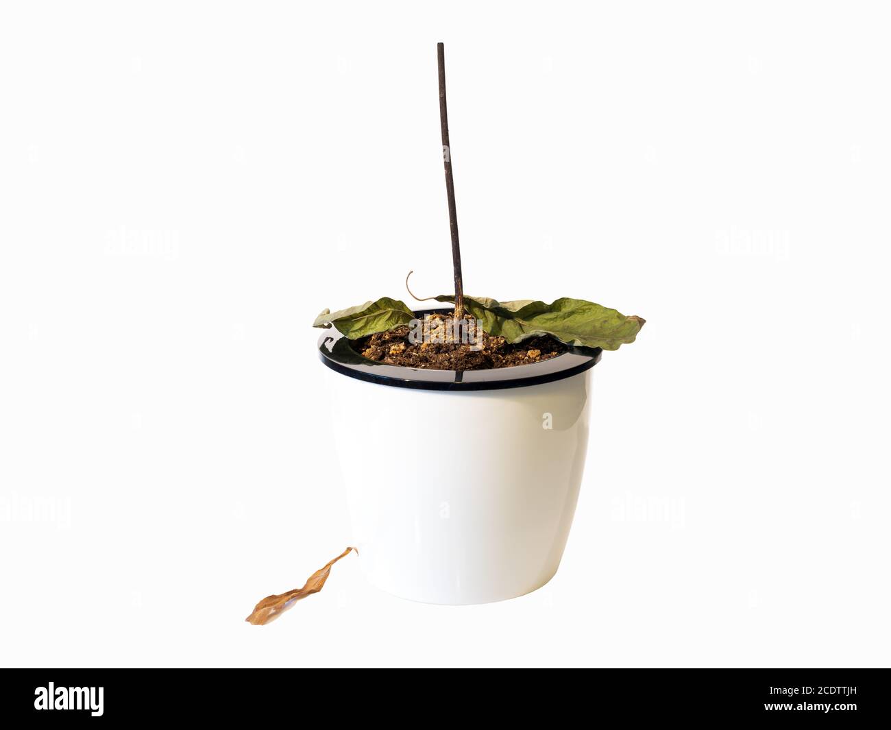 Dying plant concepts hi-res stock photography and images - Alamy