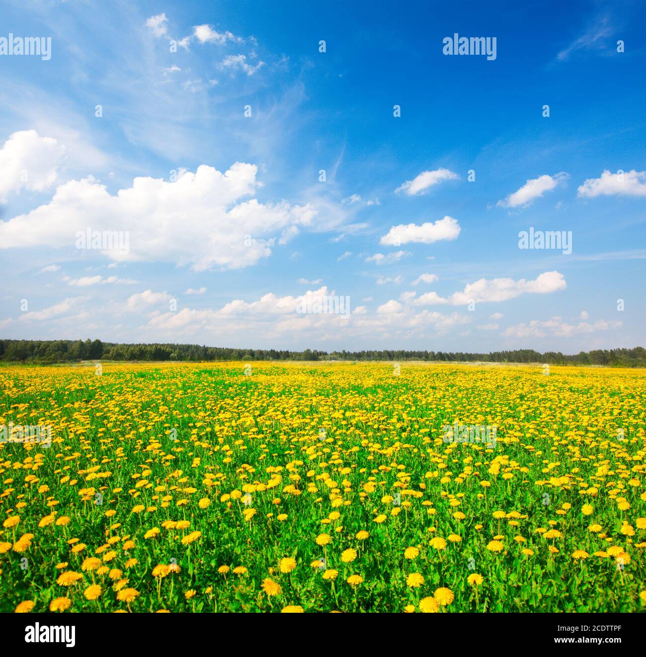 Dandelion farm land hi-res stock photography and images - Alamy
