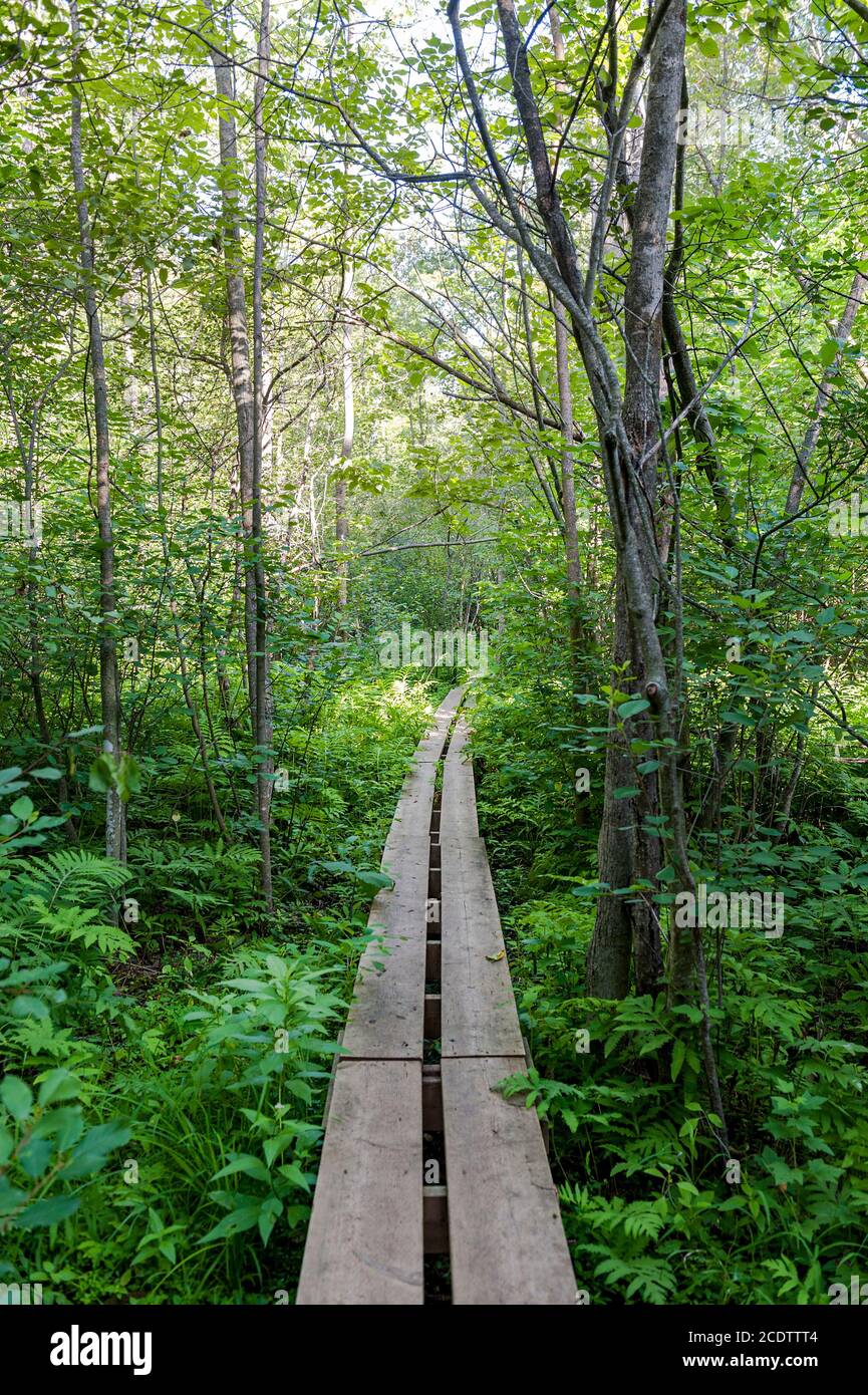 Nature trails through the forest Stock Photo - Alamy