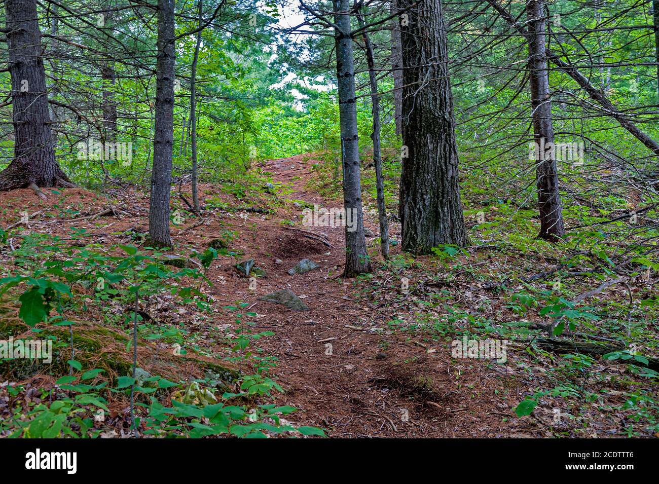 Serene pathway through pine hi-res stock photography and images - Alamy