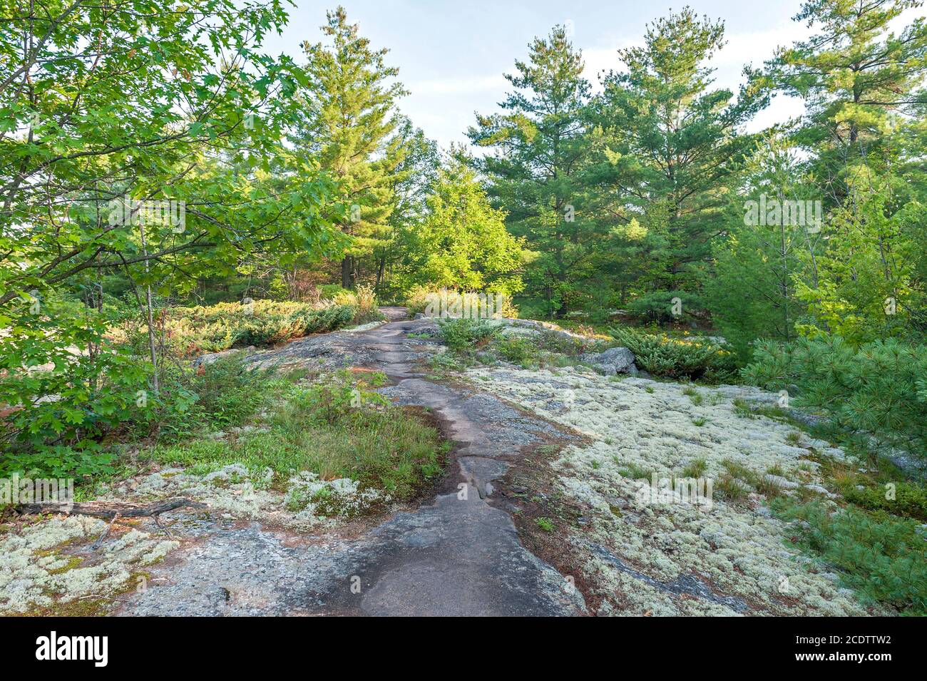 Nature trails through the forest Stock Photo - Alamy