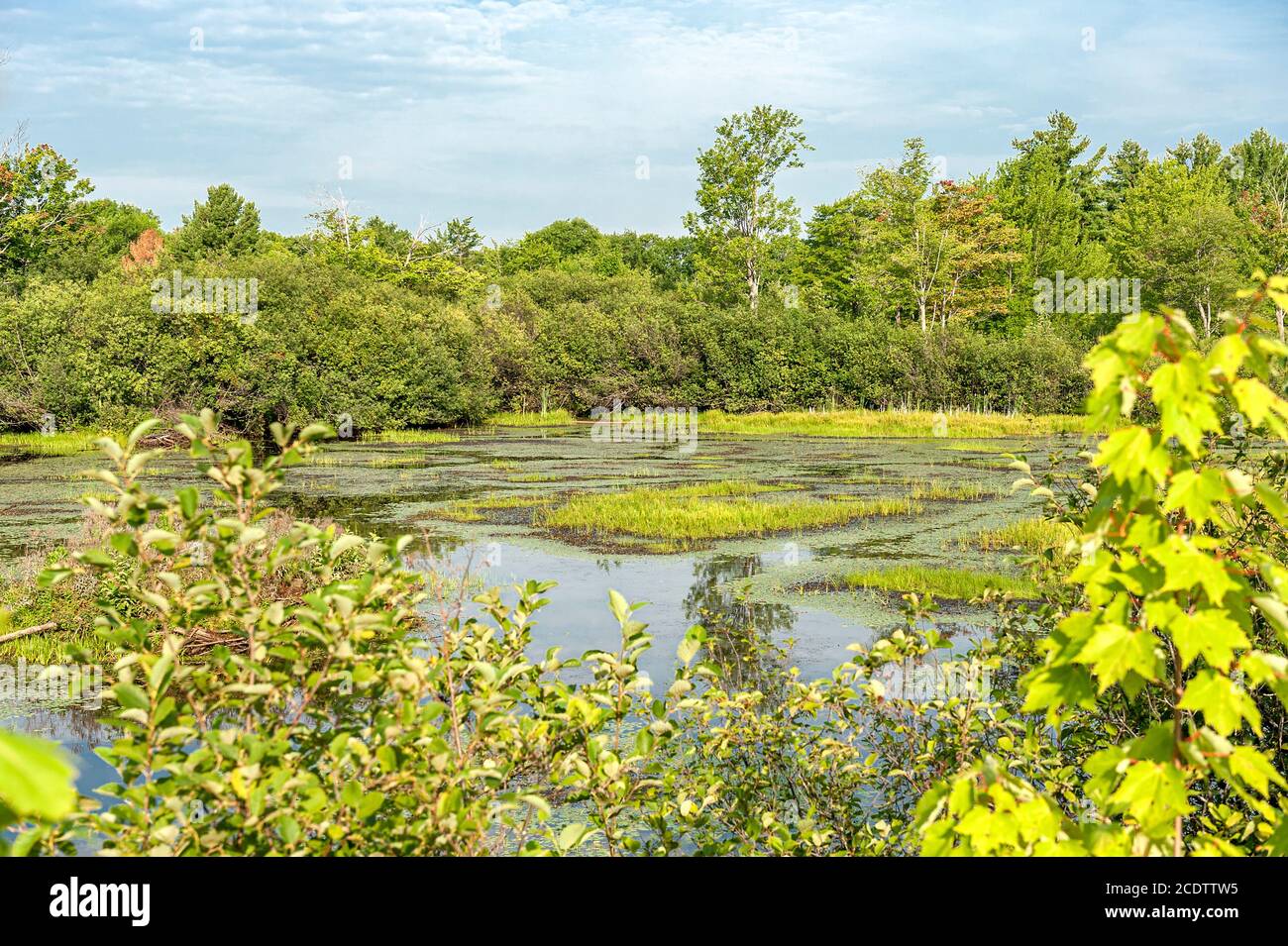 Pond overgrown with grasses Stock Photo - Alamy