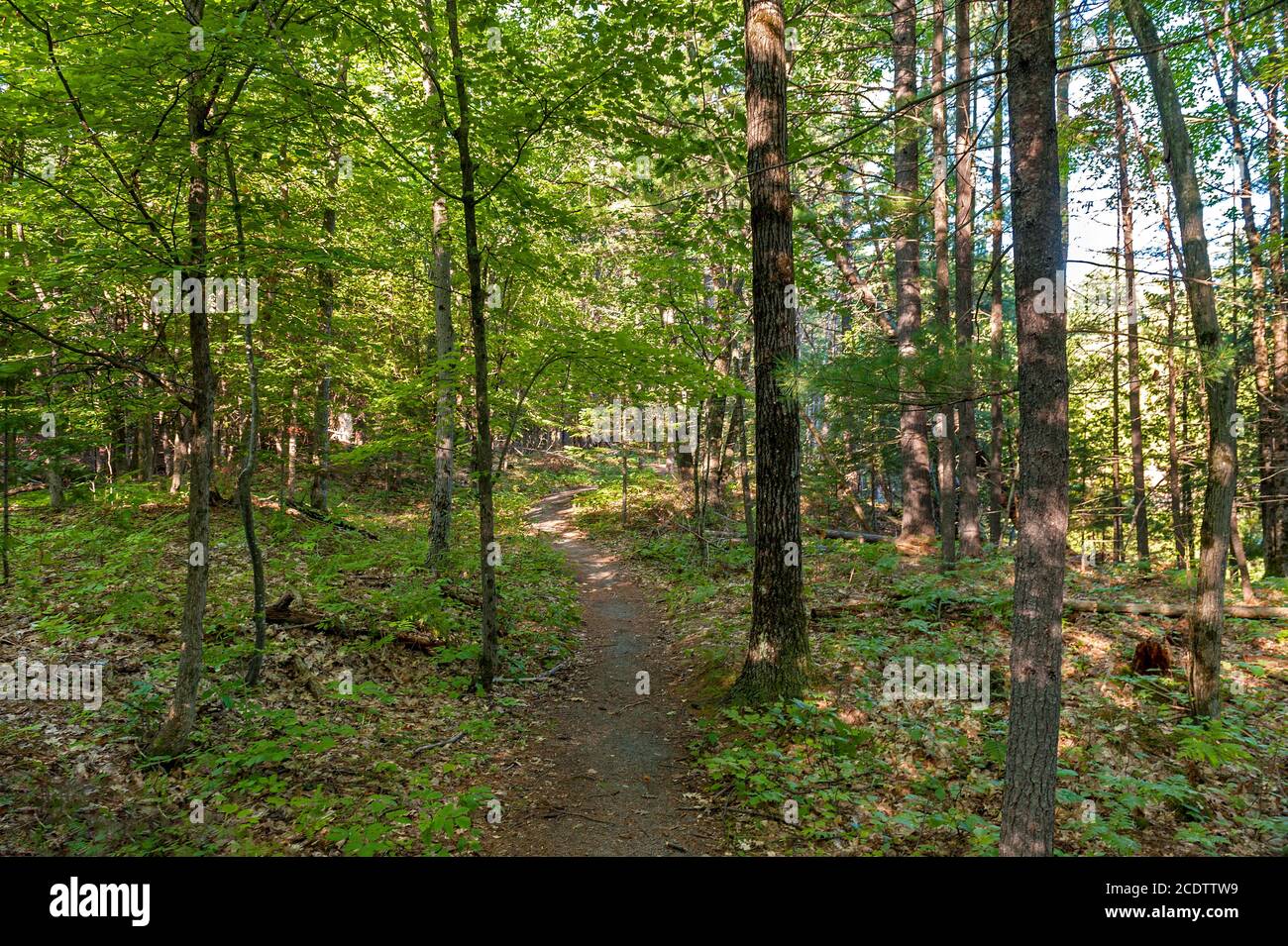 Nature trails through the forest Stock Photo - Alamy