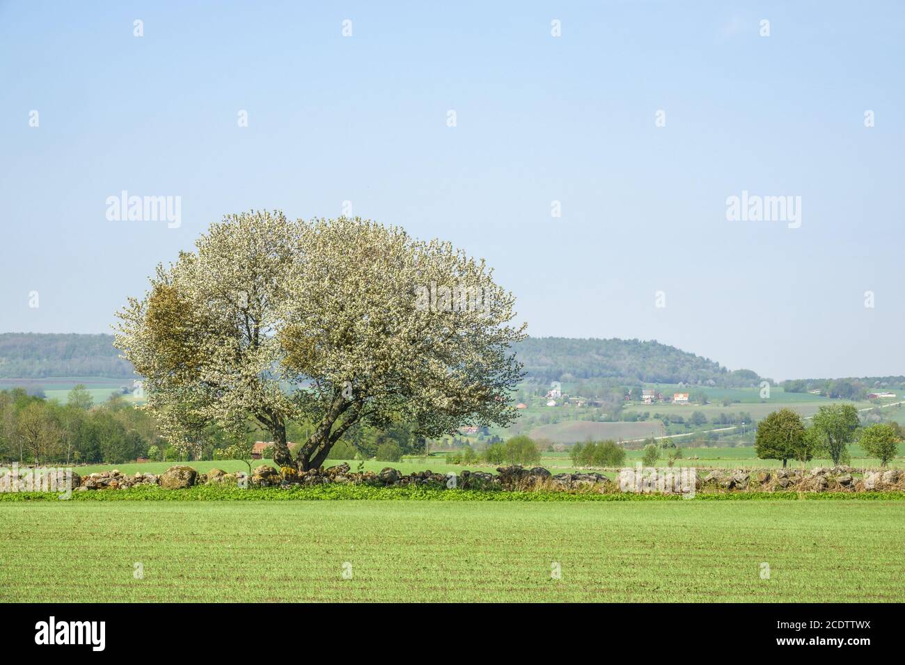Single fruit hi-res stock photography and images - Alamy