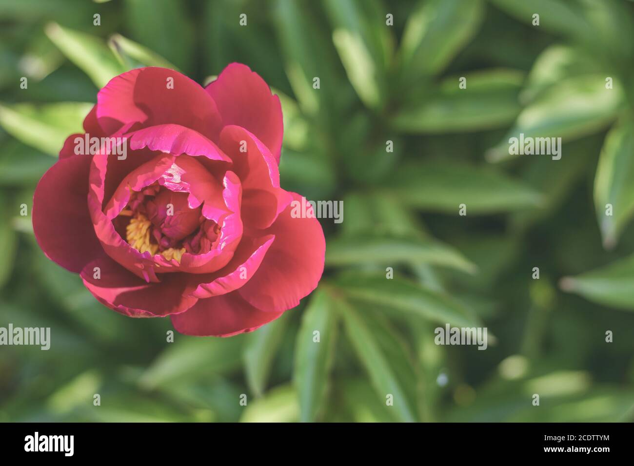 Showy flower hi-res stock photography and images - Alamy
