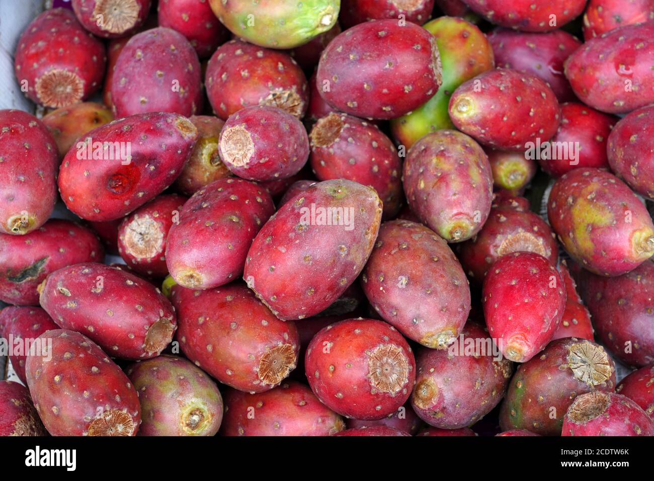Colorful red and yellow fruit of the prickly pear nopales cactus ...
