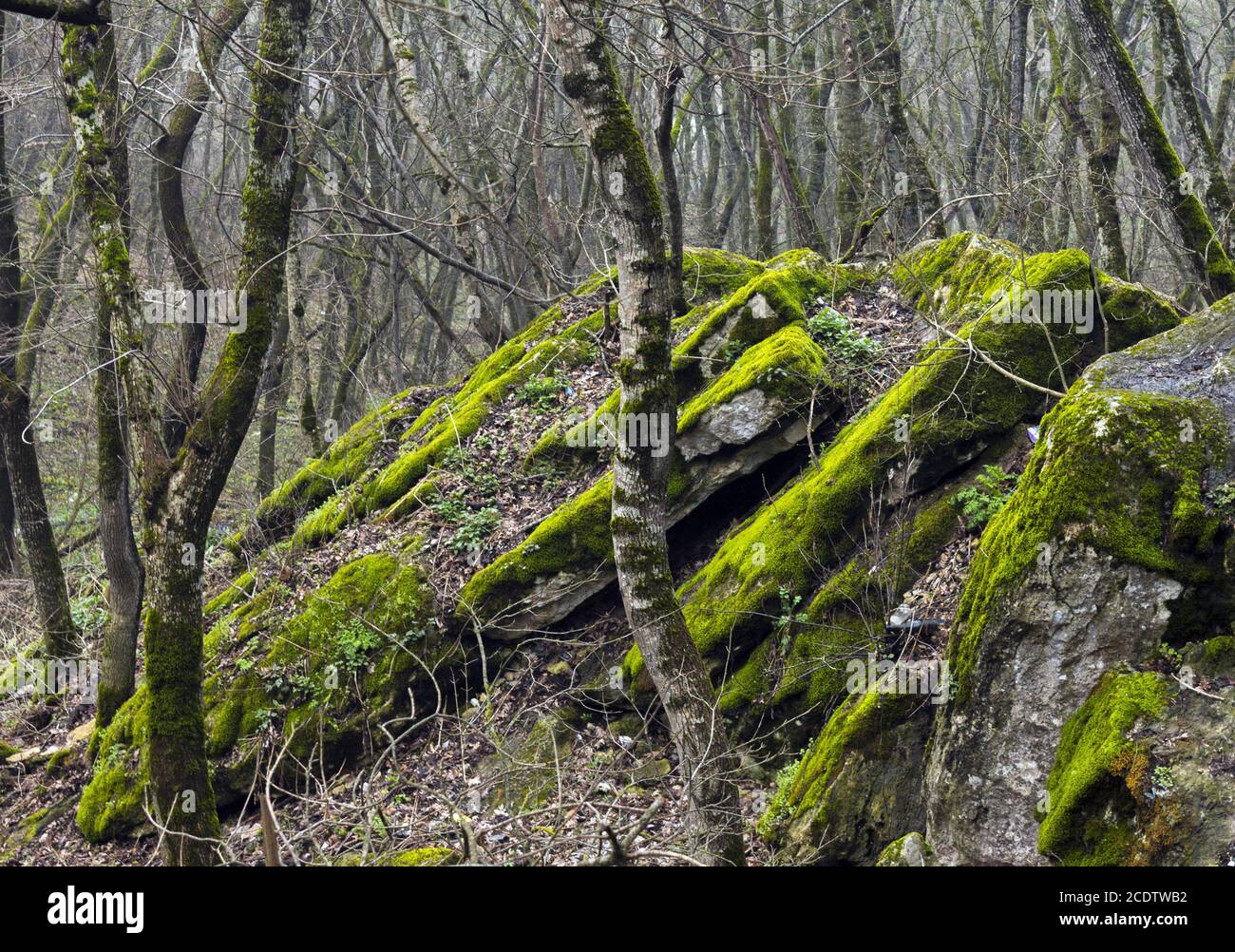Boulders in the forest hi-res stock photography and images - Alamy