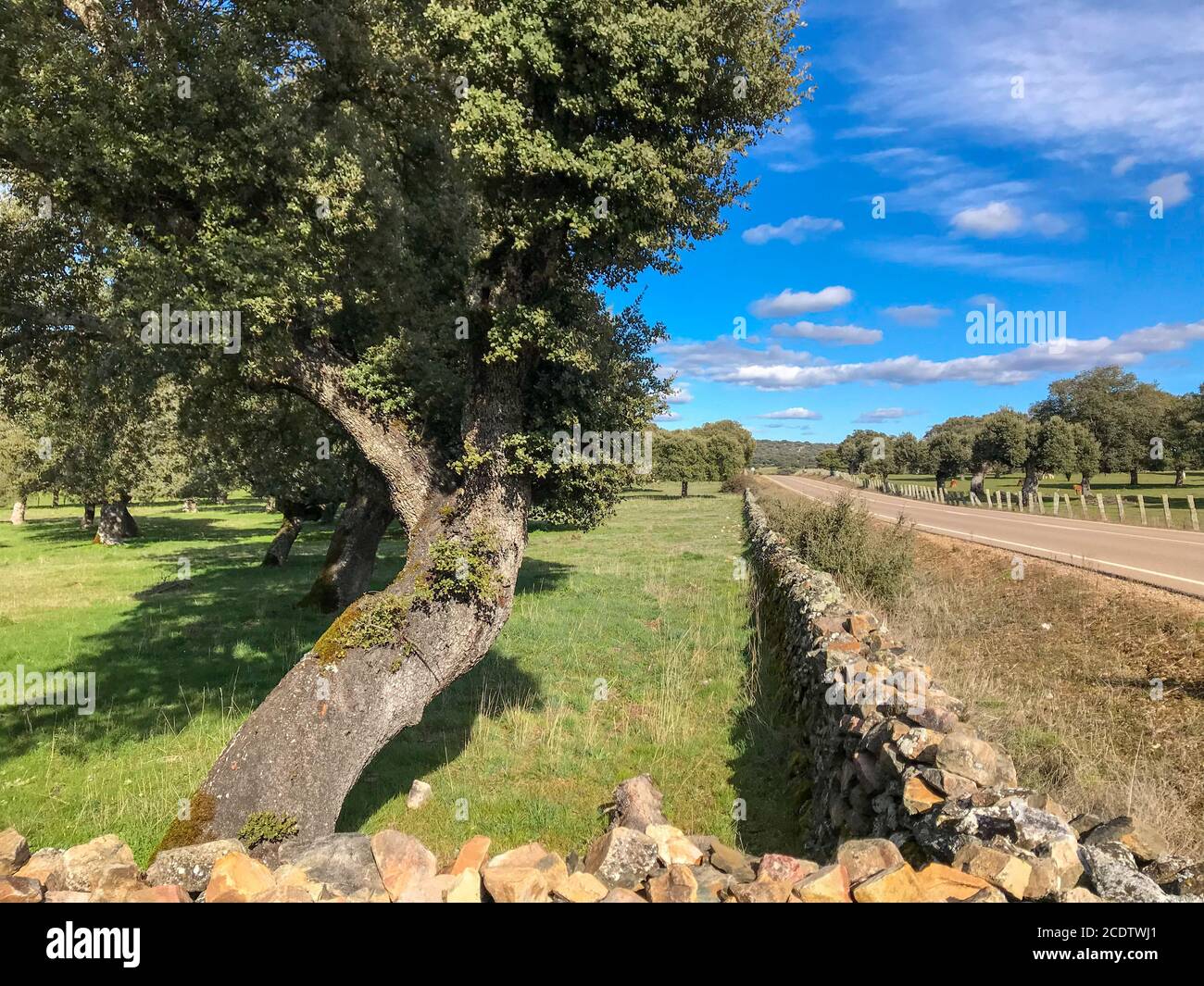 Stone wall on the pasture with holm oak and blue cloudy sky Stock Photo ...
