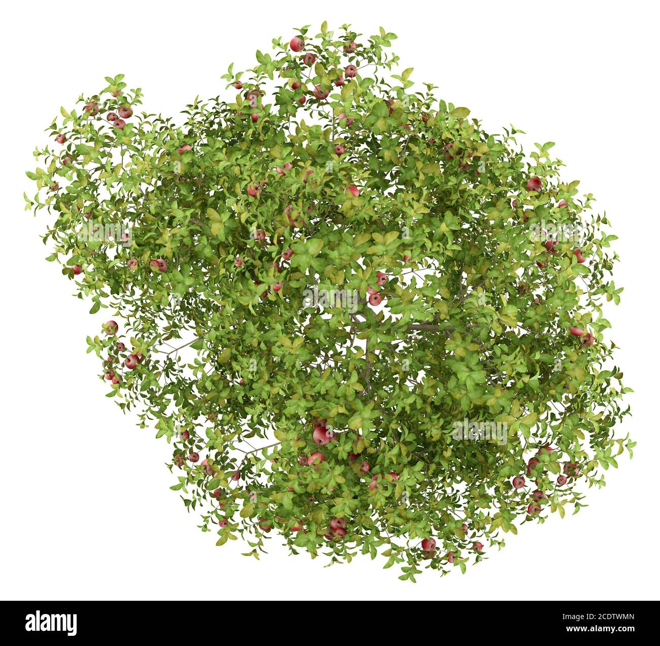 top view of apple tree with red apples isolated on white background ...