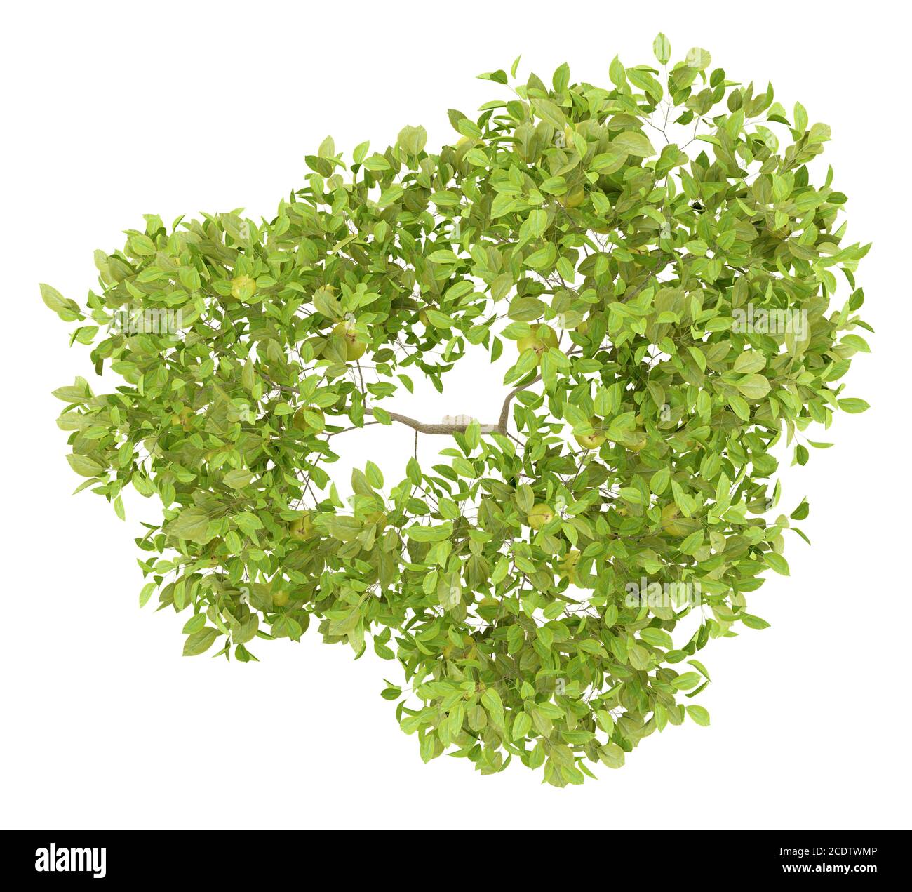 top view of pear tree with pears isolated on white background Stock ...
