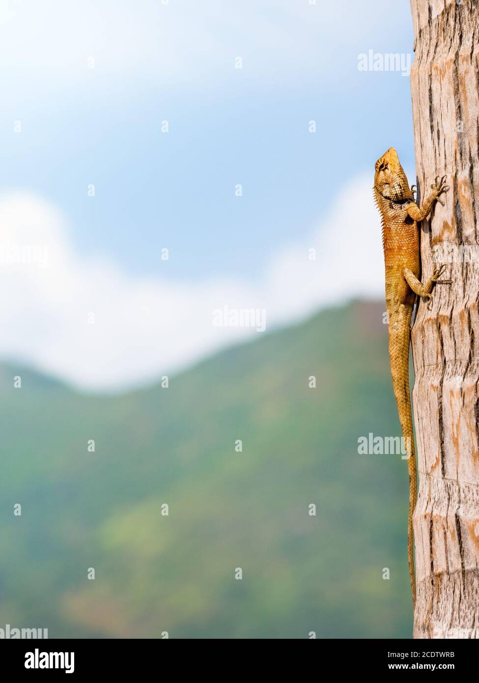 Lizard on a tree Stock Photo - Alamy