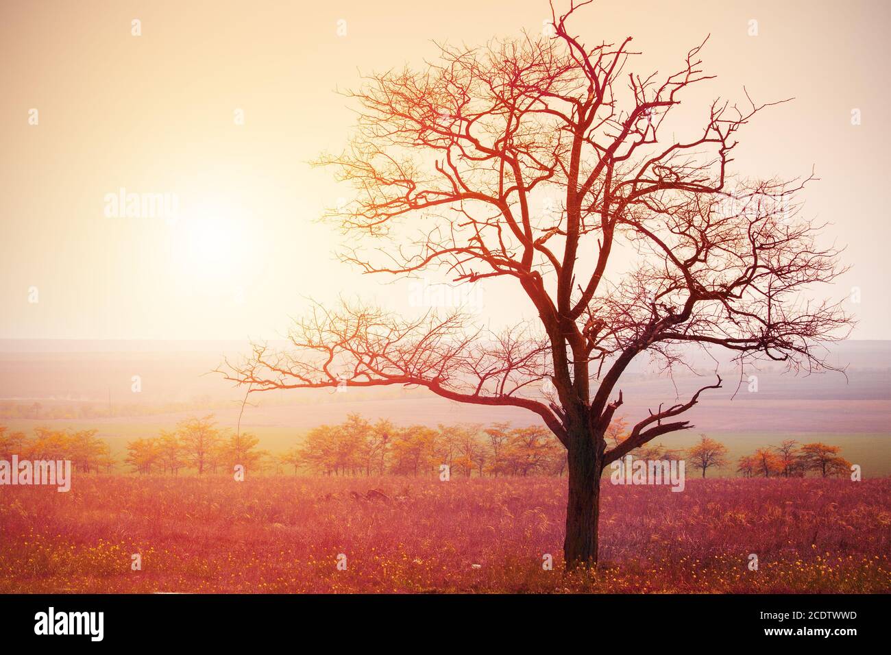 dead tree and sunrise Stock Photo - Alamy