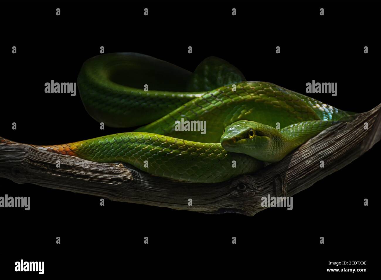 Green viper hi-res stock photography and images - Alamy