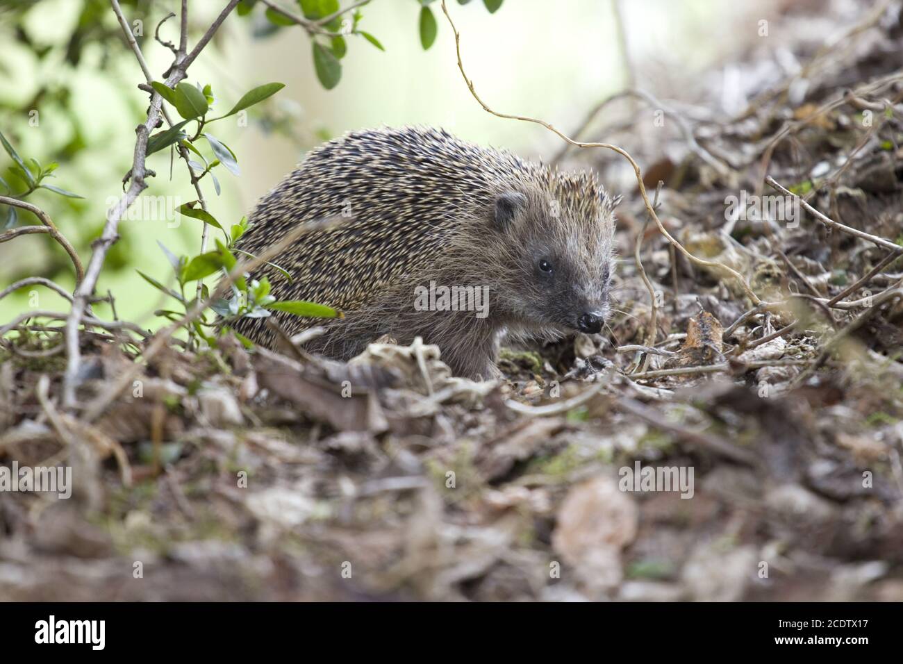 Hedgehog nest garden hi-res stock photography and images - Alamy