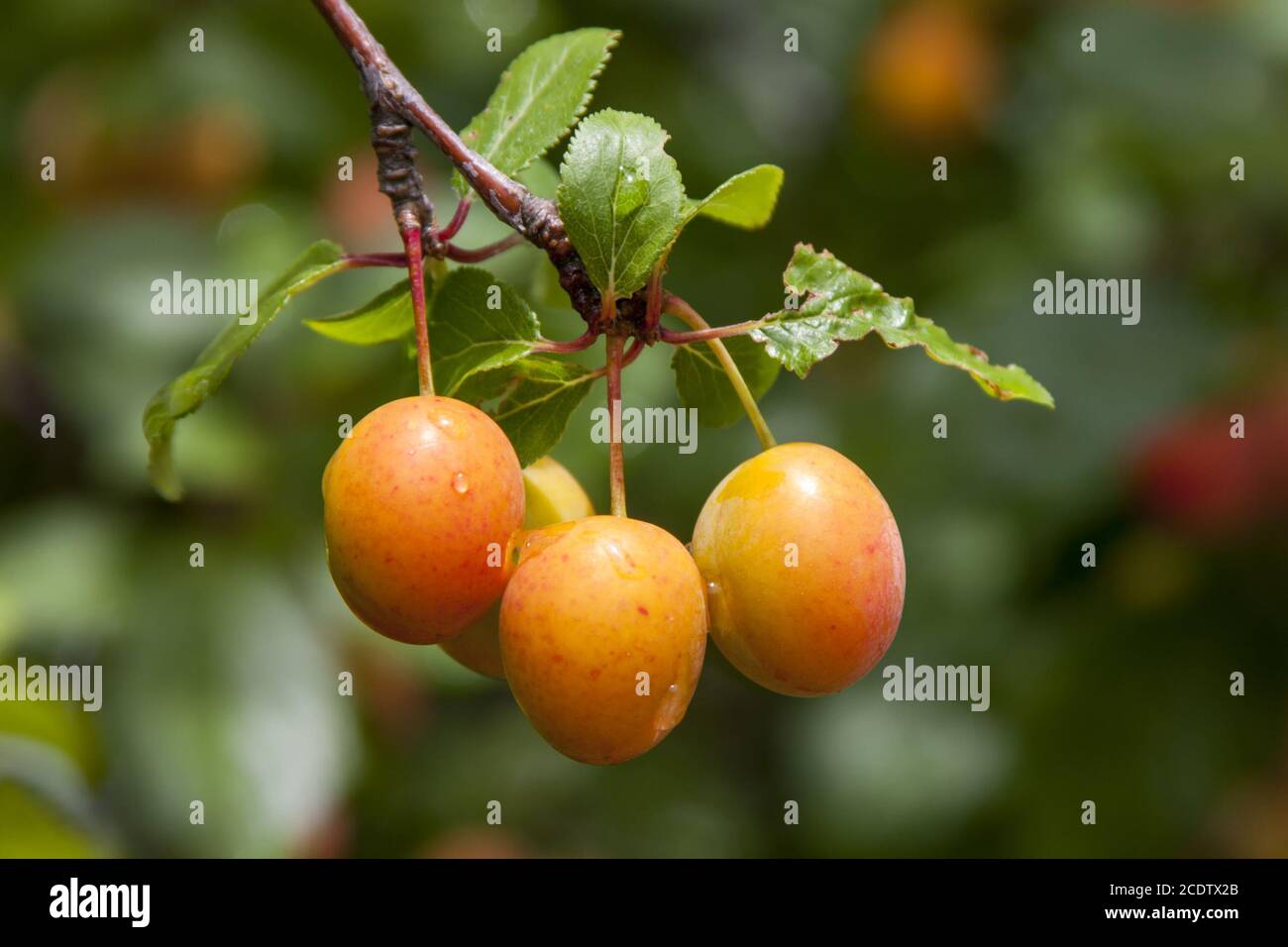 Prunus domestica subsp domestica hi-res stock photography and images ...