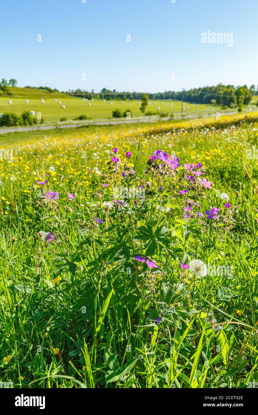 Countryside flowers hi-res stock photography and images - Alamy