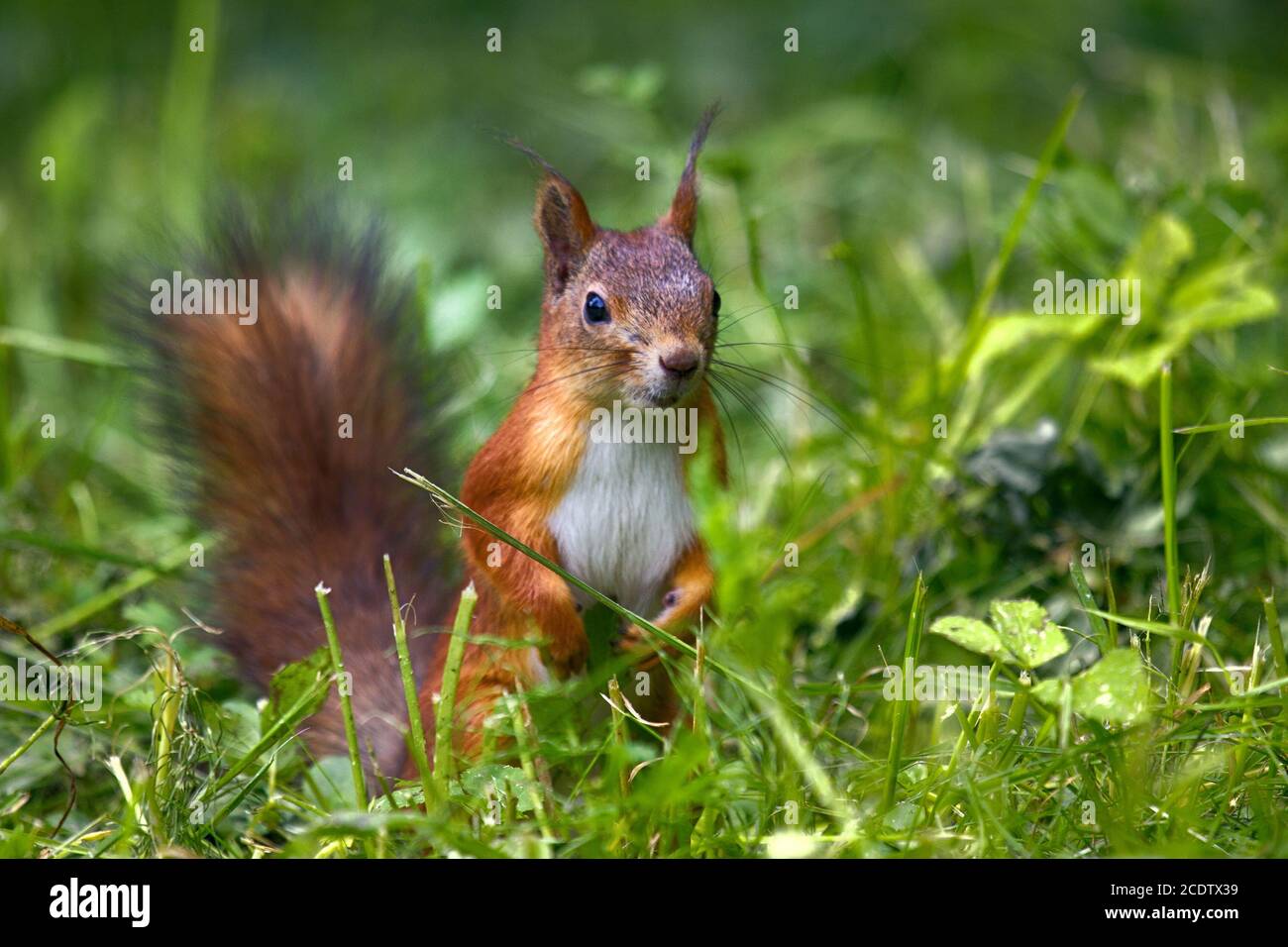 Scarlet squirrel hi-res stock photography and images - Alamy