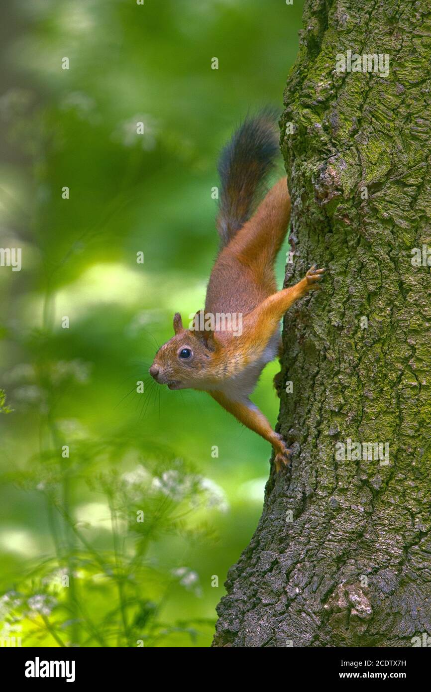 Red haired squirrel hi-res stock photography and images - Alamy