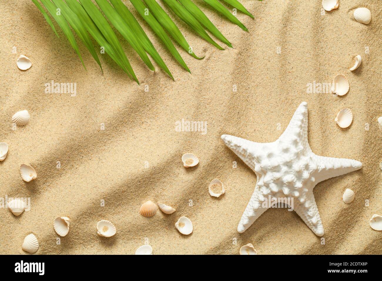 Summer Background with Green Palm Leaf, Starfish and Shells Stock Photo ...