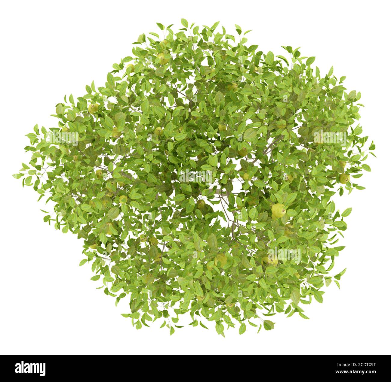 top view of pear tree with pears isolated on white background Stock ...