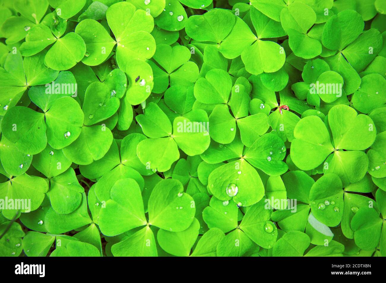Green clover hi-res stock photography and images - Alamy