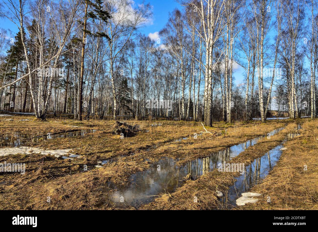 Early spring landscape in forest with melting snow and water Stock ...