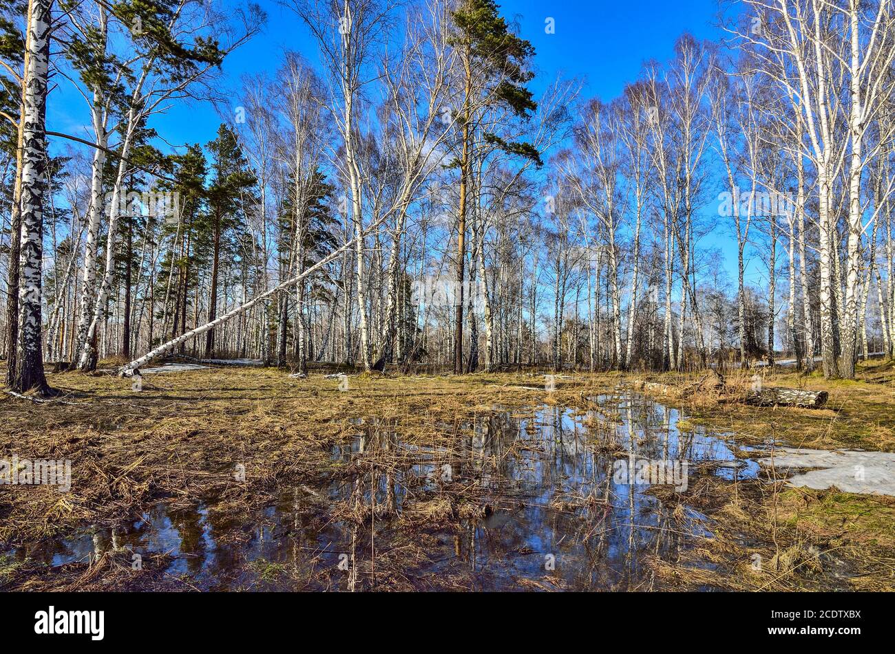 Early spring landscape in forest with melting snow and water Stock ...