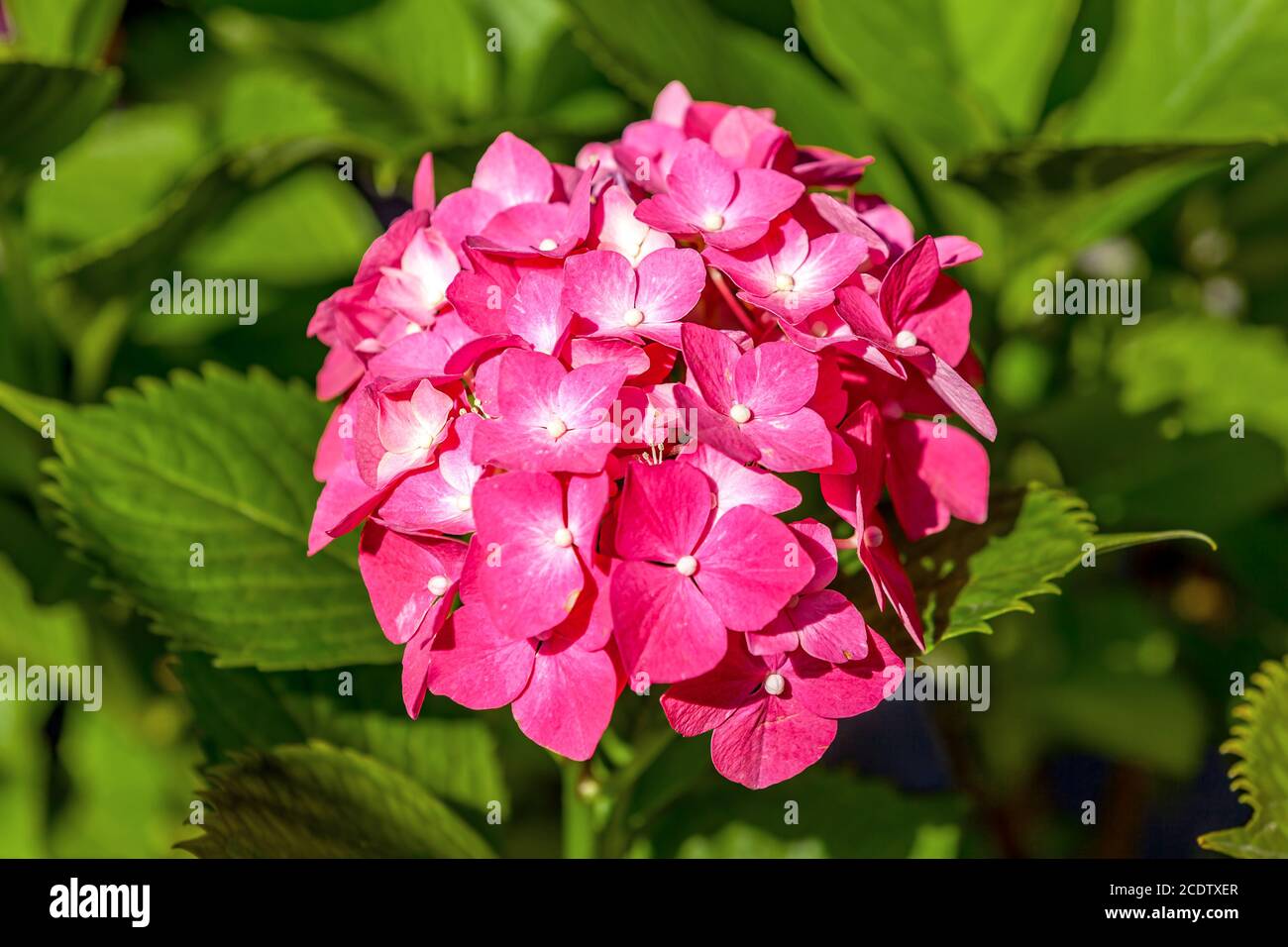 Hydrangea wedding flower hi-res stock photography and images - Alamy