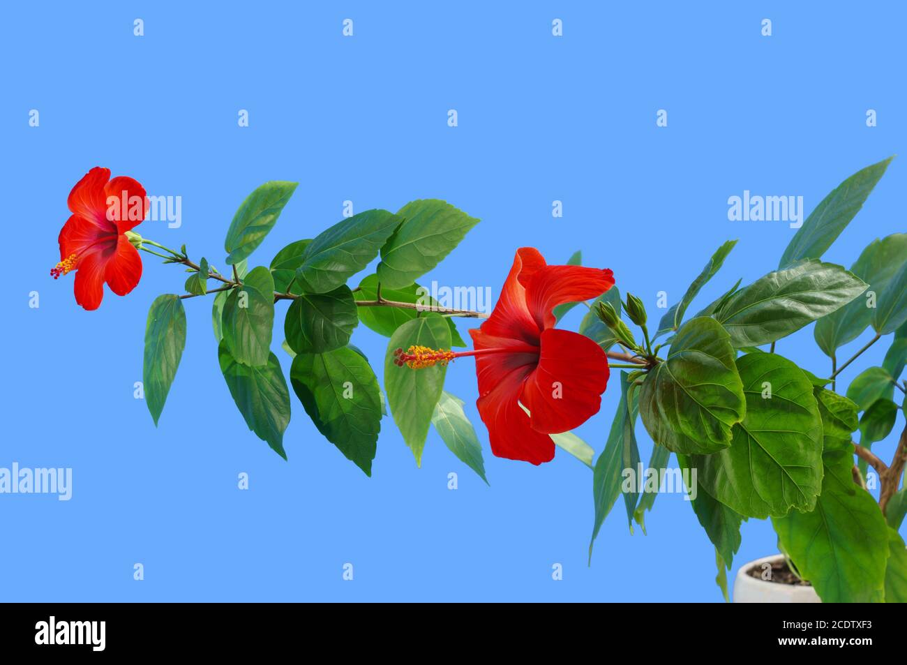 Hibiscus opening hi-res stock photography and images - Alamy