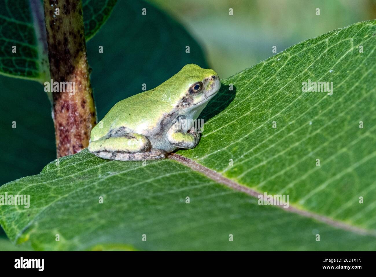 Treefrog on a leaf hi-res stock photography and images - Alamy