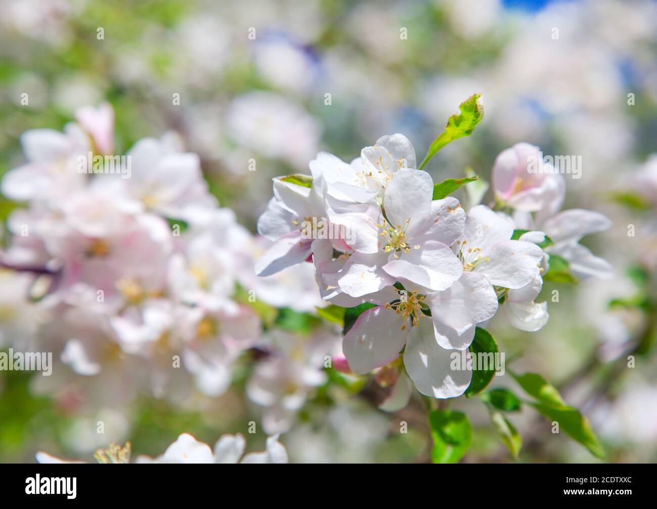 Abloom tree hi-res stock photography and images - Alamy