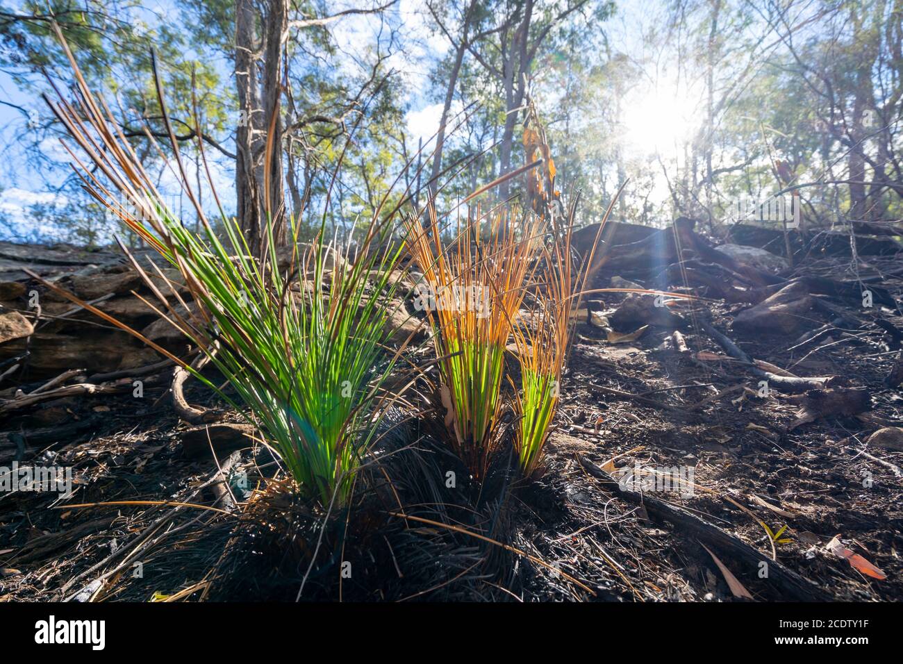 Grass trees showing new growth after fire at Cania Gorge National Park ...