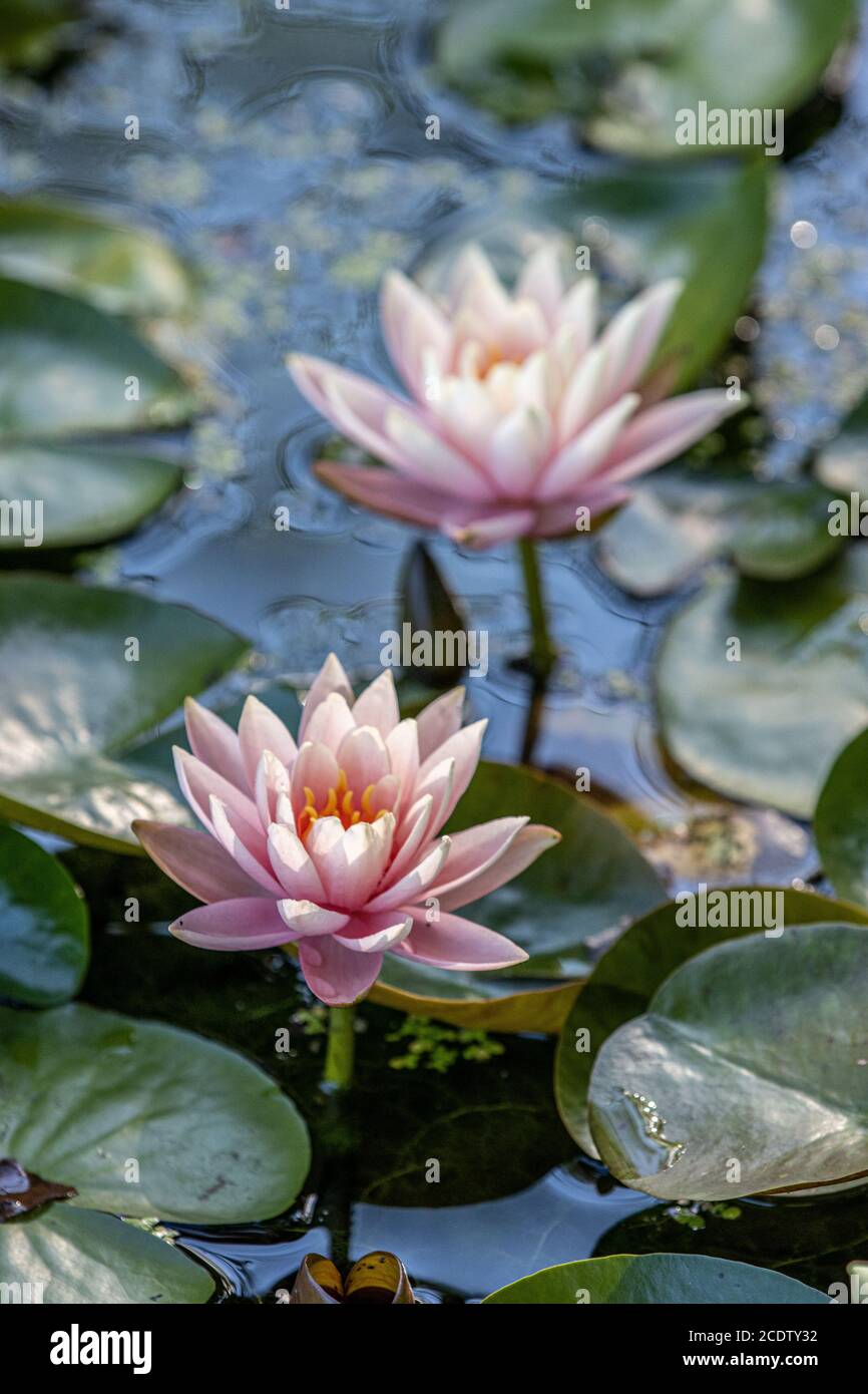 Small garden pond summer hi-res stock photography and images - Alamy
