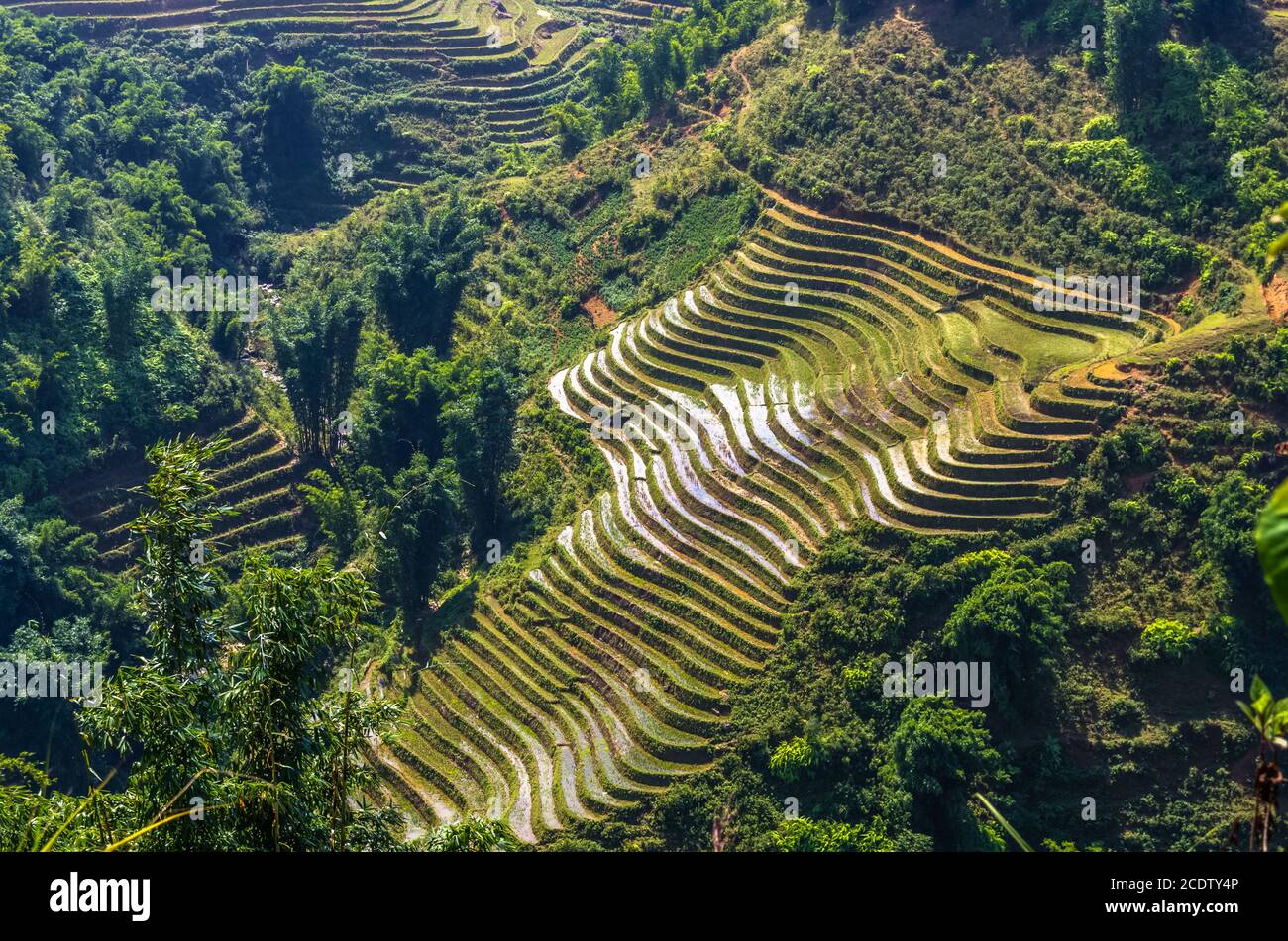 Amazing view on rice terrace in Sapa village, Vietnam Stock Photo - Alamy