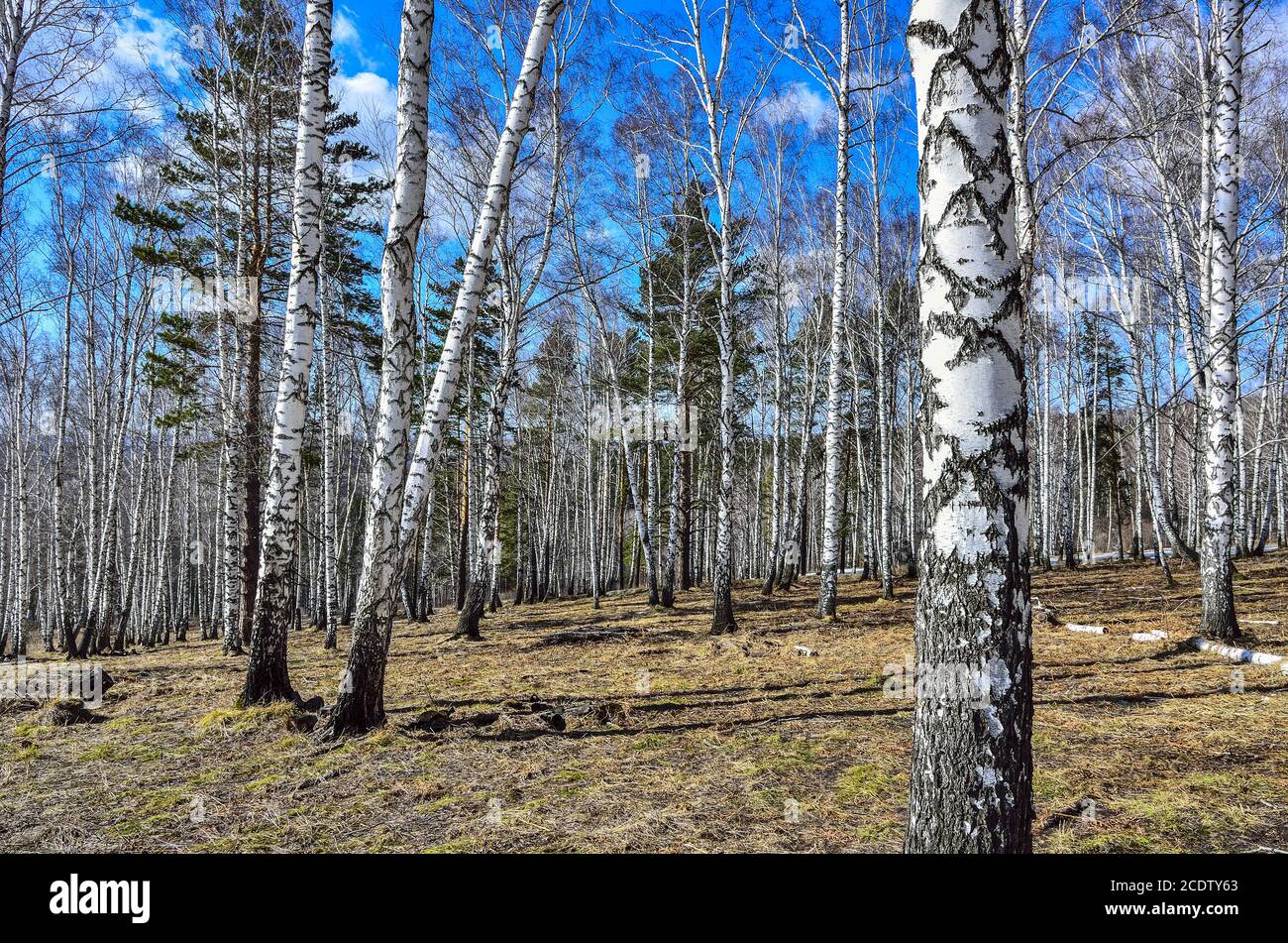 Silver birch in landscape hi-res stock photography and images - Alamy