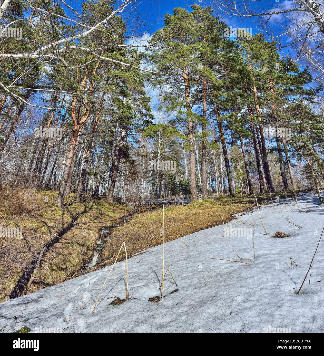 Early spring landscape in forest with melting snow and brooks Stock ...