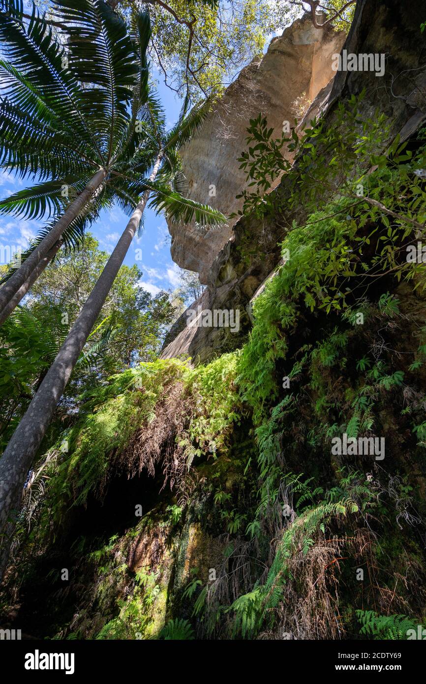 Palms and cliffs tower over Dripping Rock at Sandstone cliffs at Cania ...