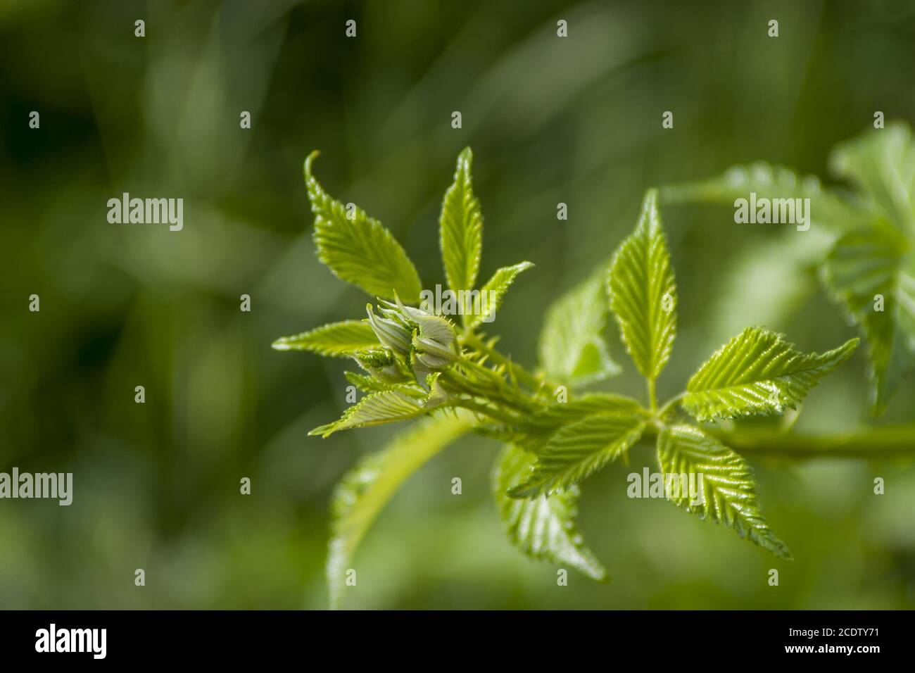 Rubus sectio hi-res stock photography and images - Alamy