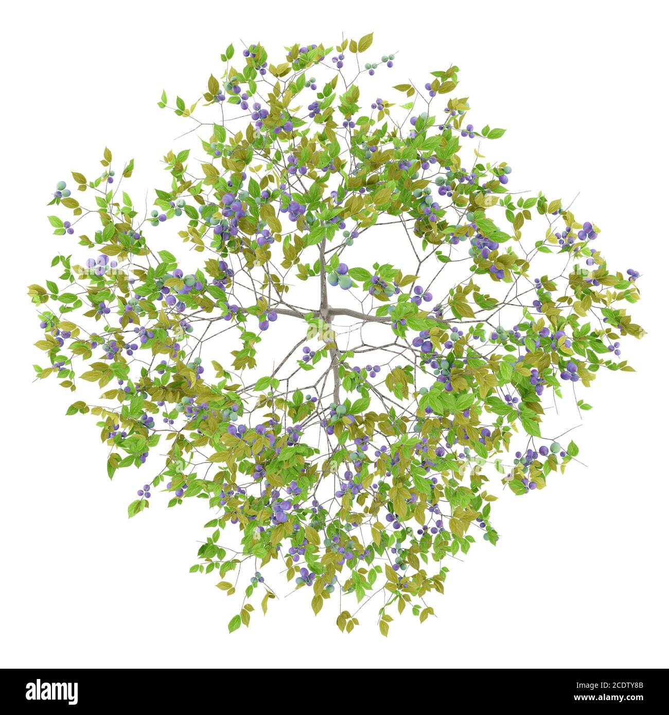 top view of plum tree with plums isolated on white background Stock ...
