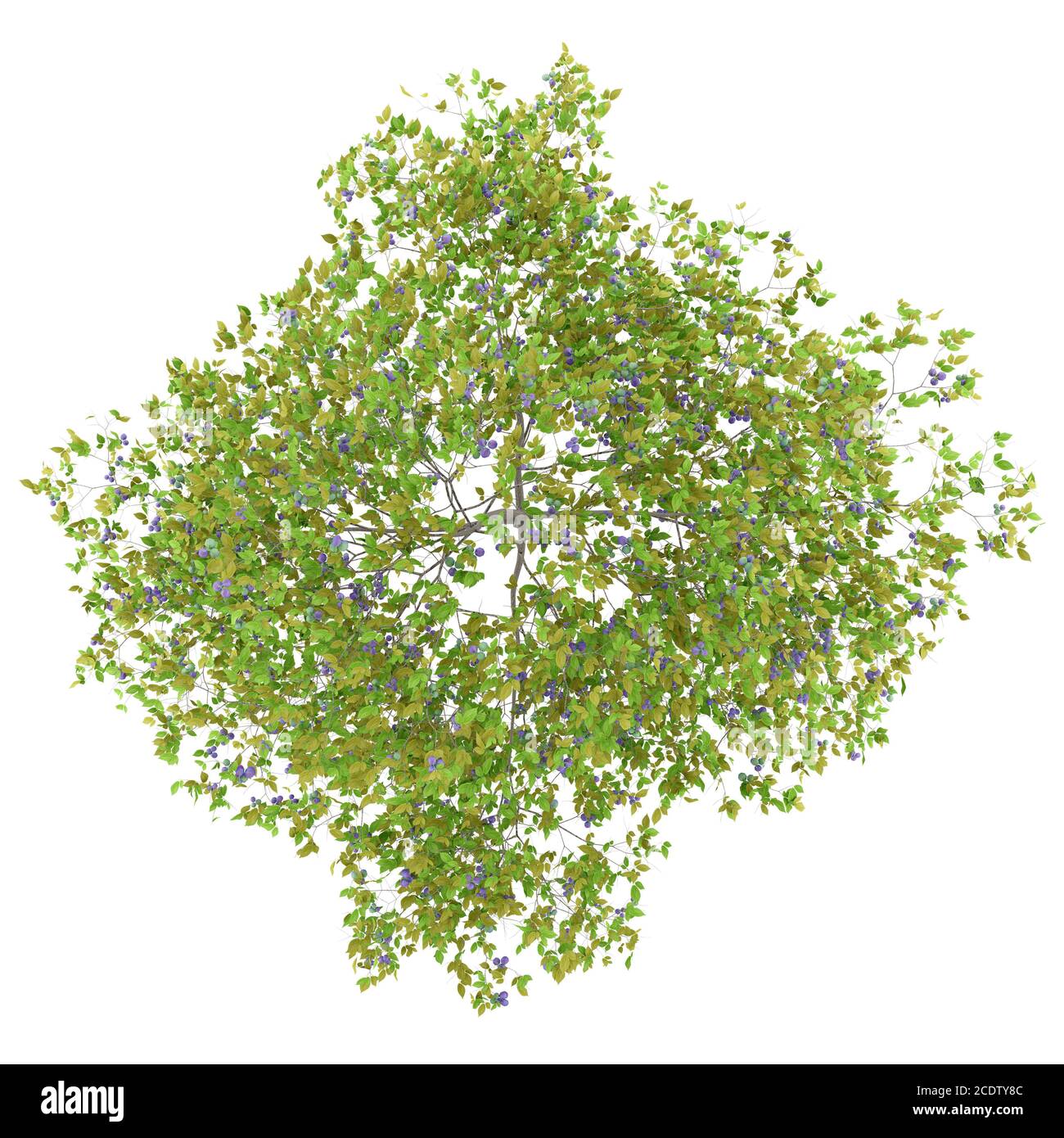 top view of plum tree with plums isolated on white background Stock ...