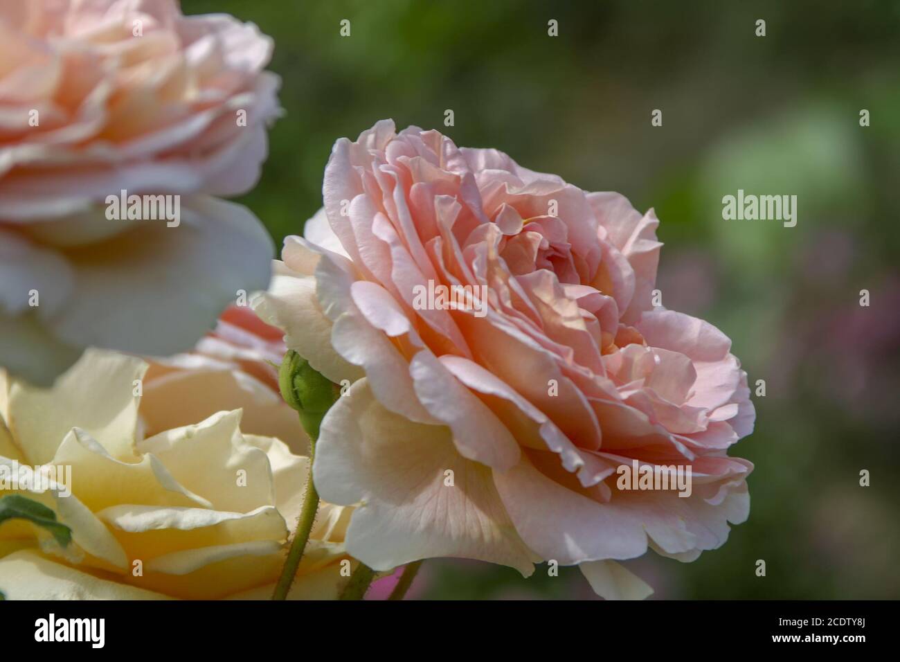 Rose (Rosa sp Stock Photo - Alamy