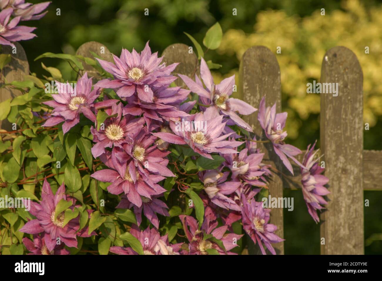 Clematis montana fence hi-res stock photography and images - Alamy