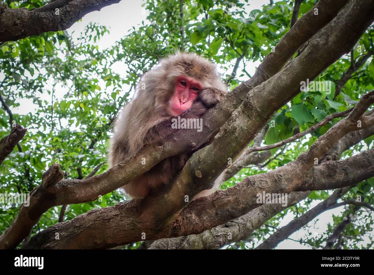 Japanese macaque on a tree, Iwatayama monkey park, Kyoto, Japan Stock ...