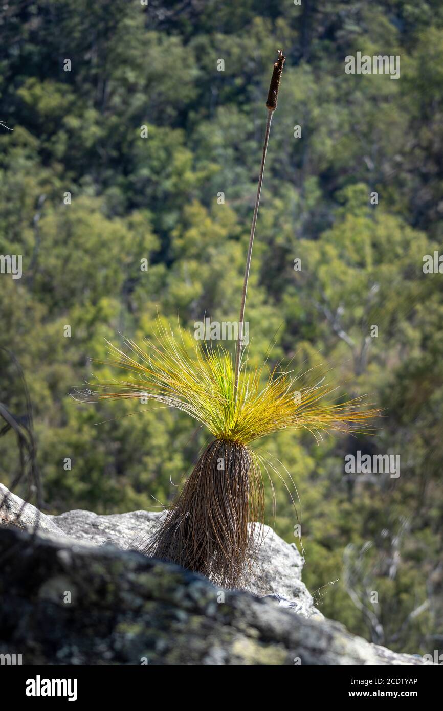 Grass tree perched on rocky outcrop, Cania Gorge National Park ...