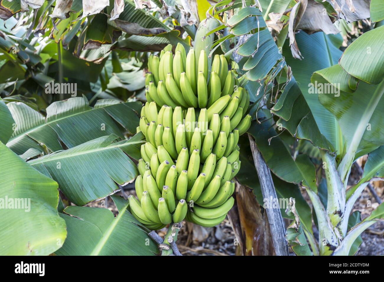 Palma azul hi-res stock photography and images - Alamy