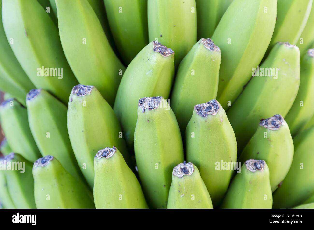 Palma azul hi-res stock photography and images - Alamy
