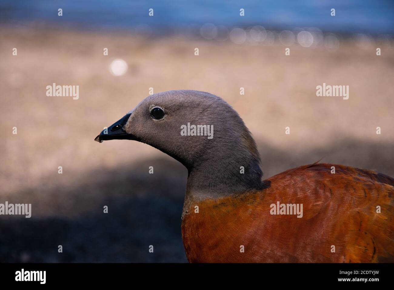 Ashy-headed goose (Cauquen Real - Chloephaga poliocephala). Typical ...