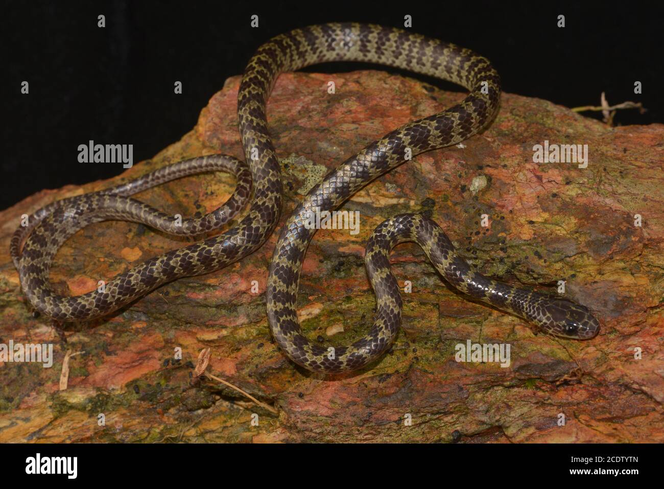 Half-banded Bridled Snake Stock Photo - Alamy
