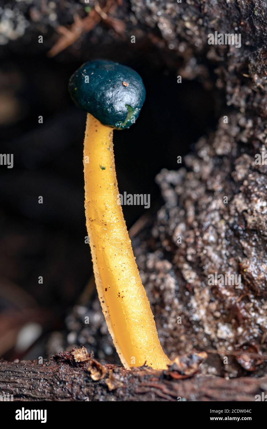 Leotia viscosa hi-res stock photography and images - Alamy