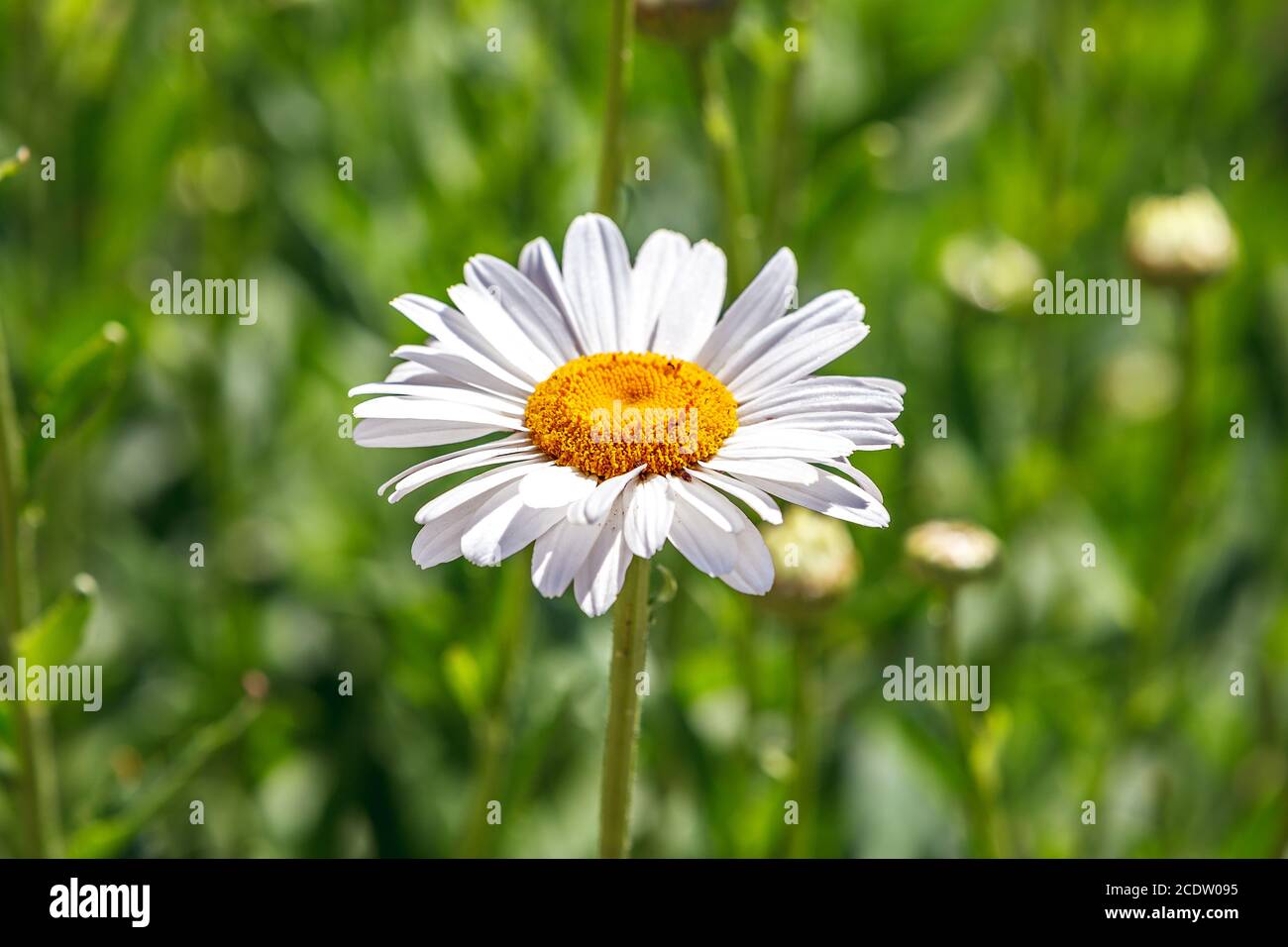 Daisy walks hi-res stock photography and images - Alamy